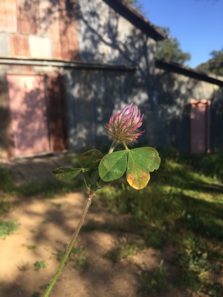 Rose Clover from San Diego County, CA, USA on May 2, 2020 at 08:25 AM ...