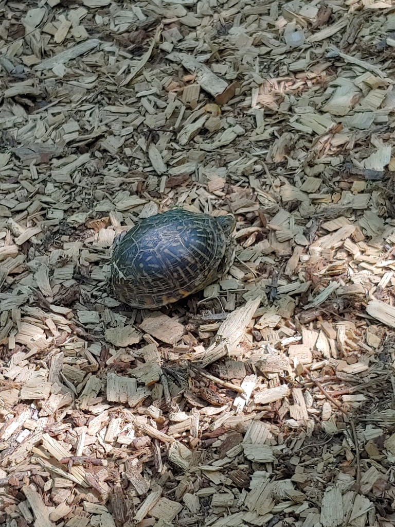 Ornate Box Turtle in May 2020 by bflylvr. Turtle · iNaturalist