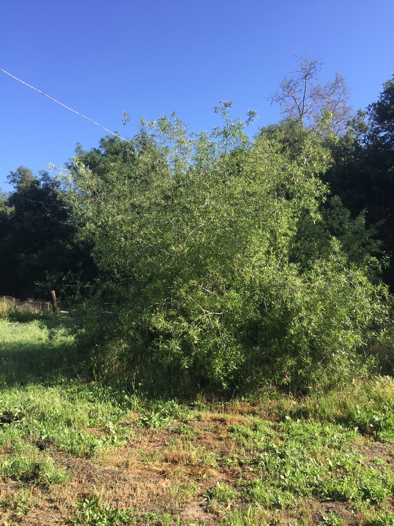 Arroyo Willow from San Diego County, CA, USA on May 2, 2020 at 08:32 AM ...