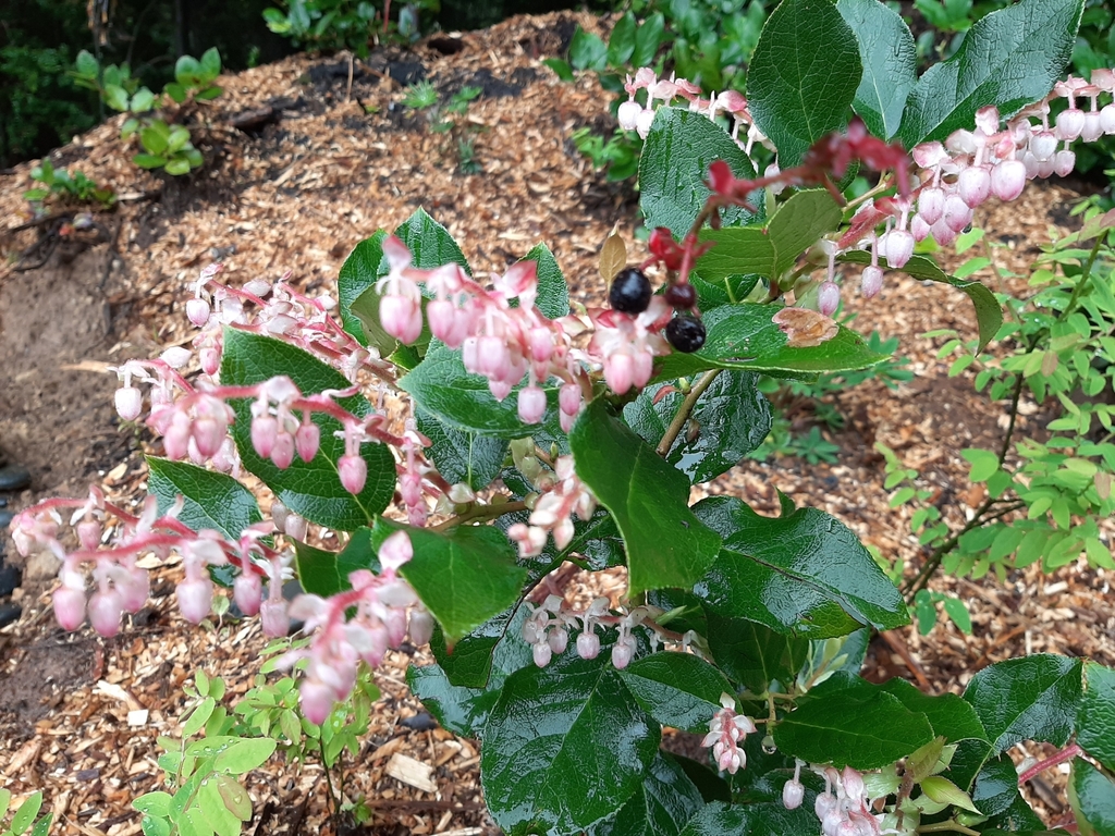 salal from Seal Rock, OR 97376, USA on May 2, 2020 at 01:29 PM by ...