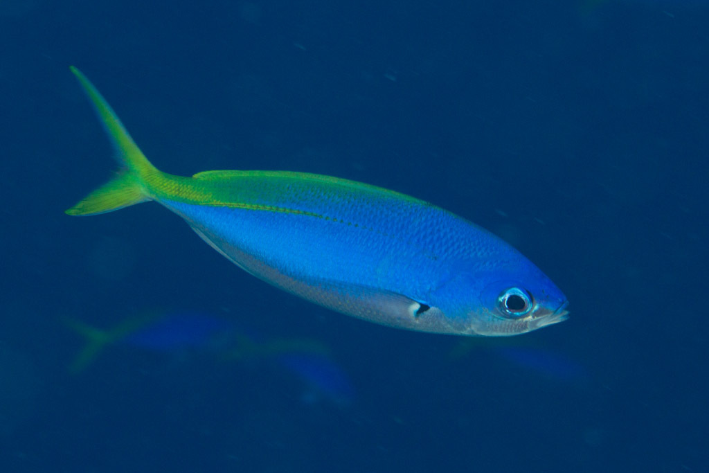 Blue-and-yellow Fusilier (Caesio teres) - Marine Life Identification