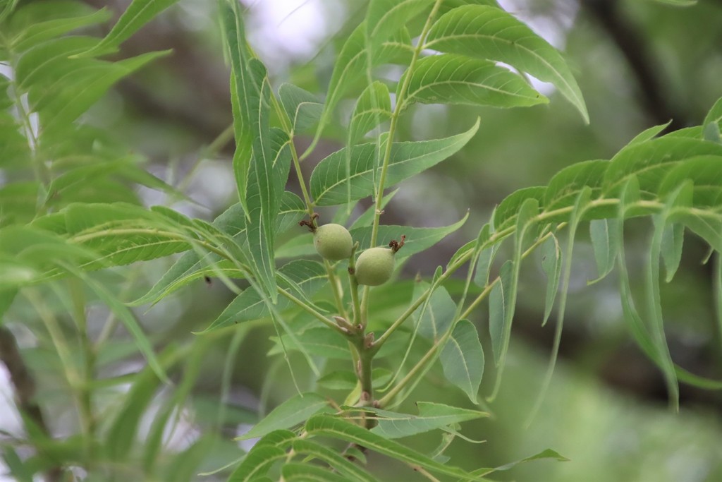 Little Walnut (Juglans microcarpa) - Botanical Realm