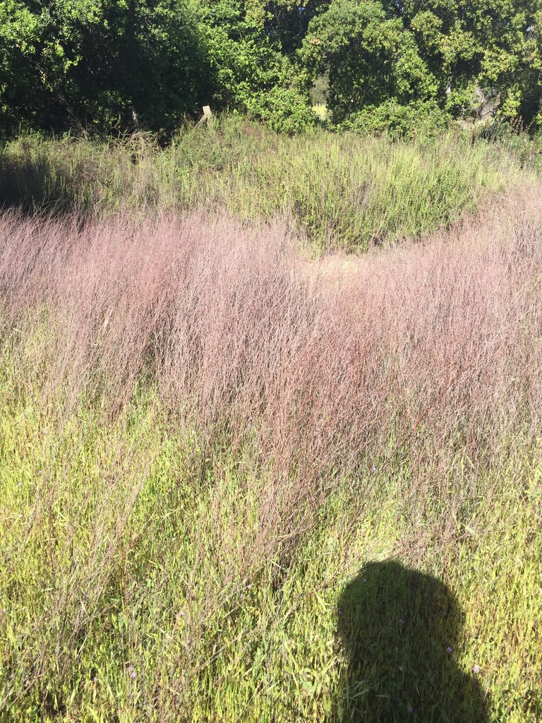 Slender Woolly Buckwheat from San Diego County, CA, USA on May 2, 2020 ...