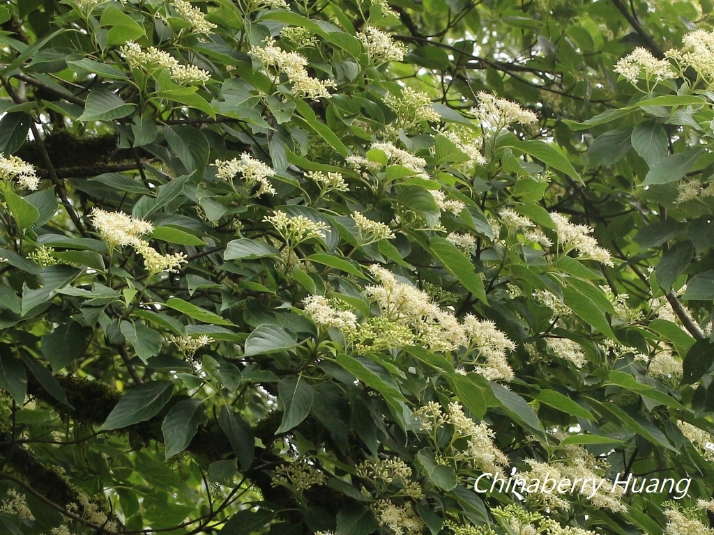 Large-Leaf Dogwood from 台灣宜蘭縣 on June 11, 2016 at 05:21 PM by Lijin ...