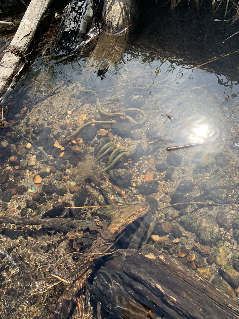 American Brook Lamprey from Chanhassen, MN, US on May 2, 2020 at 03:07 ...