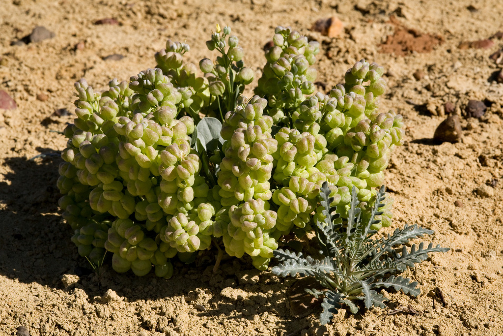 Double Bladderpod from United States on May 17, 2014 by Cecelia ...