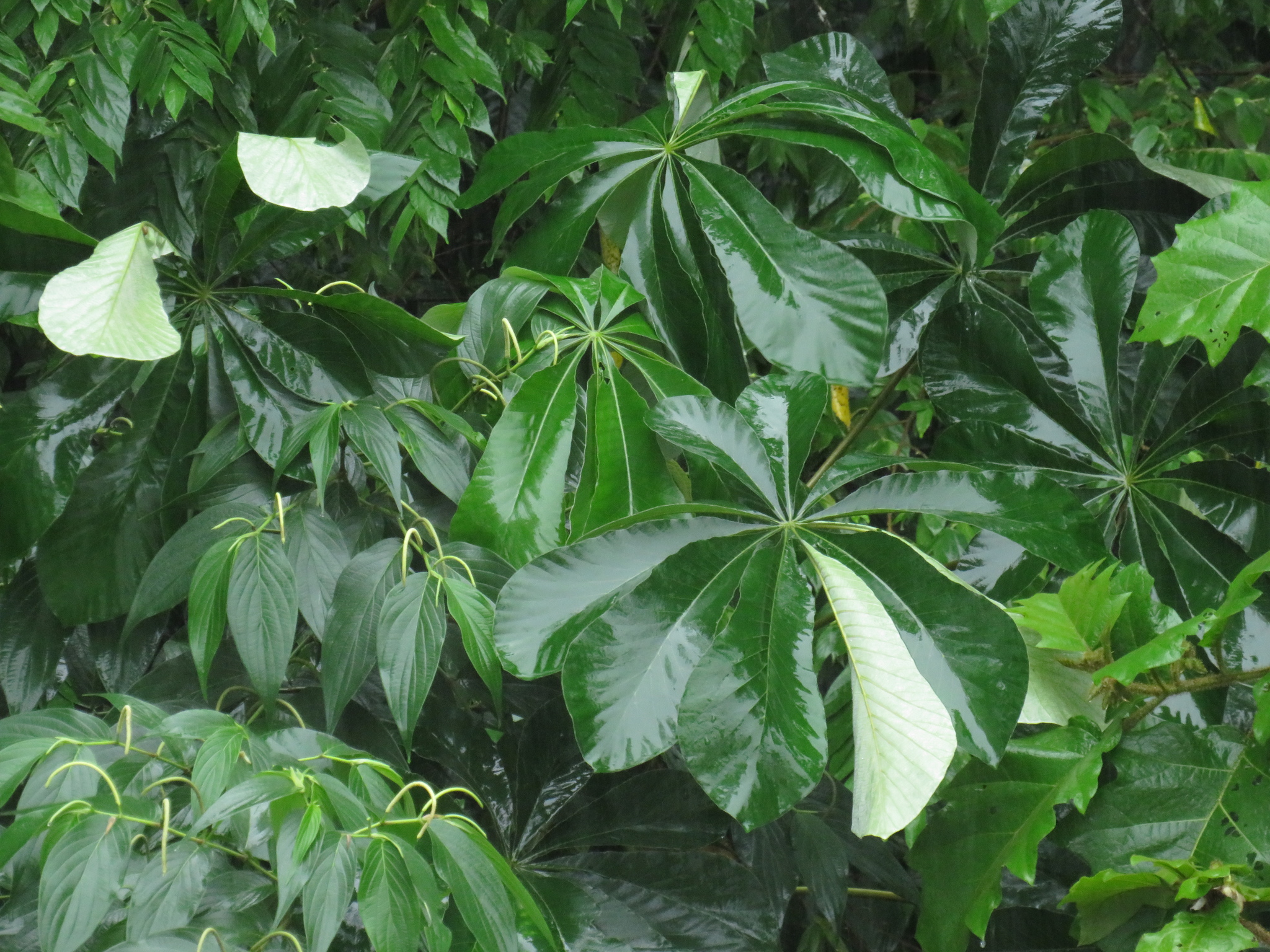 Cecropia concolor Willd.