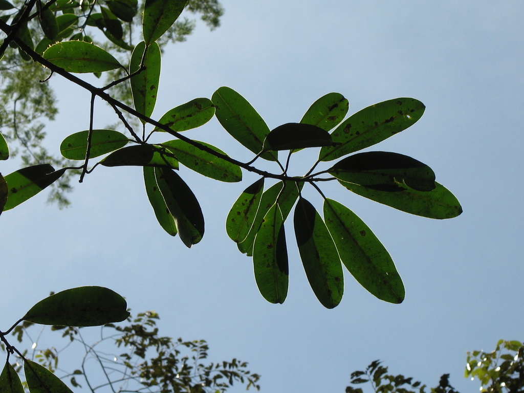 (Sapium laurifolium) - Botanical Realm