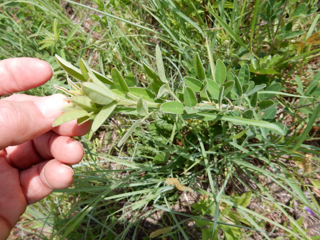 round-headed bush clover from North Richland Hills, TX, USA on May 02 ...