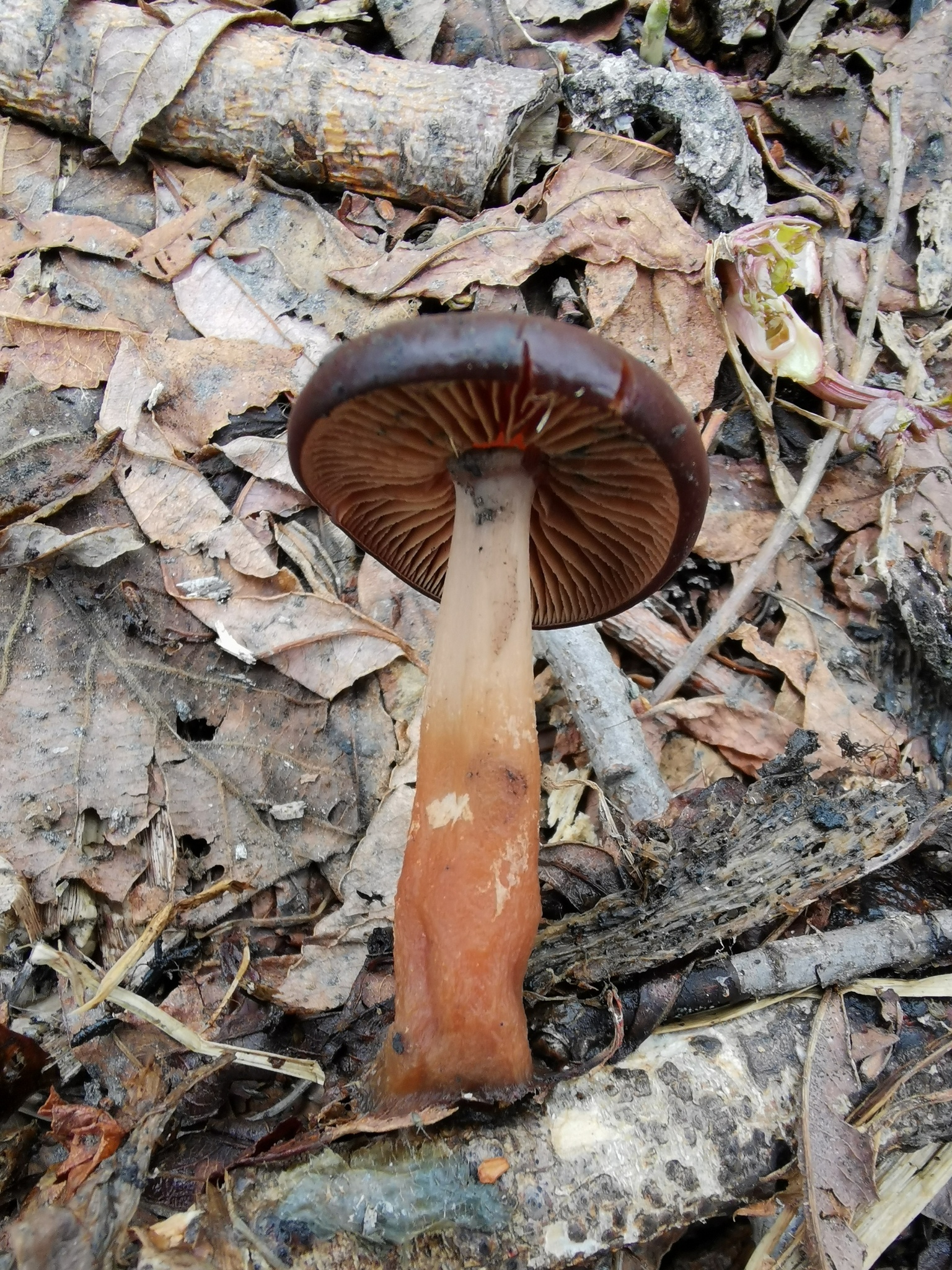 Gymnopus vernus (Ryman) Antonín & Noordel.