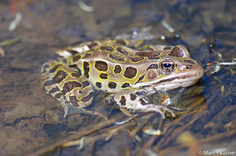 Northern Leopard Frog from Ferrisburgh, VT, USA on May 2, 2020 at 10:45 ...