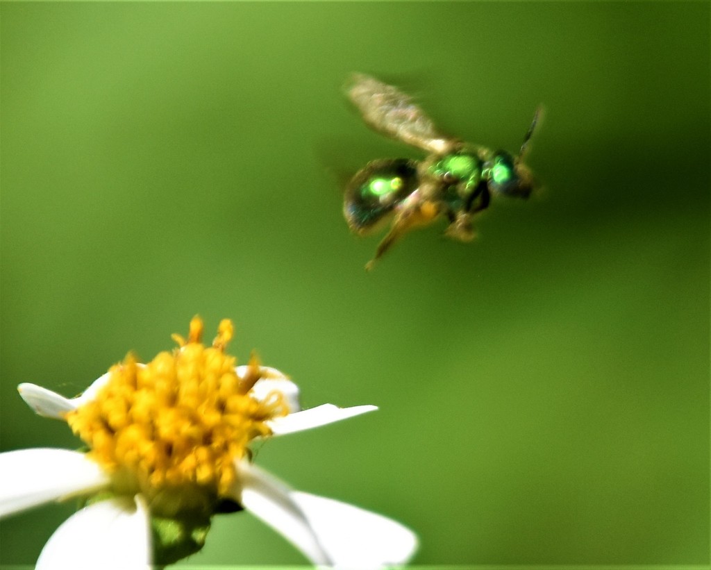 Augochlorella from 2200 Co Rd 640, Bartow, FL 33830, USA on May 02 ...