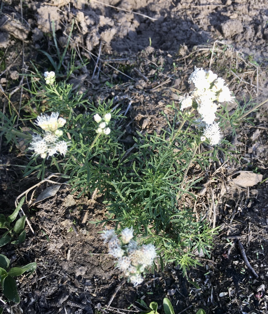 (Gyptis tanacetifolia) - Botanical Realm