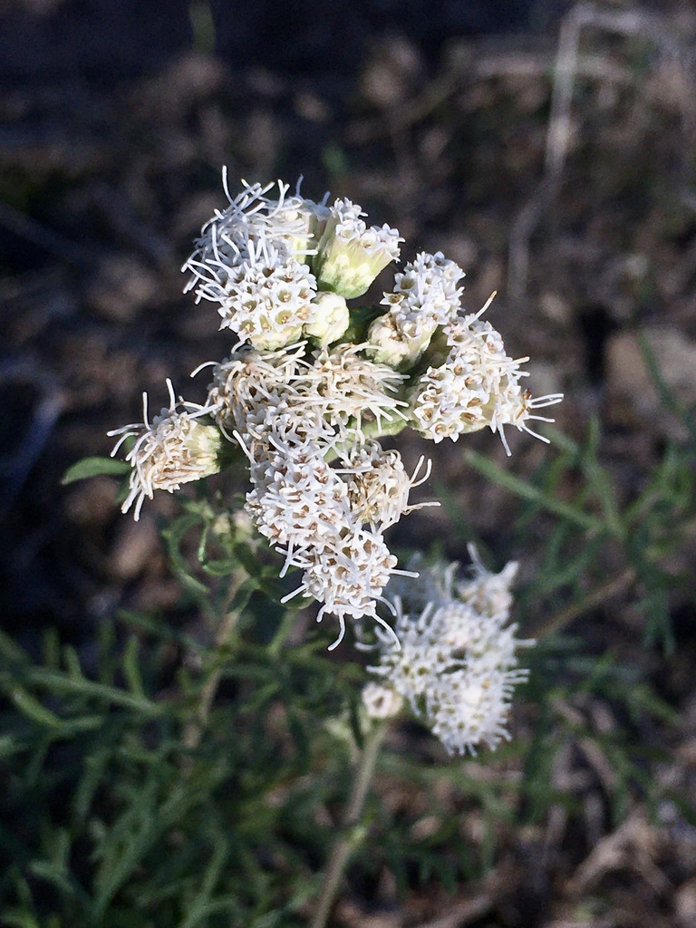 (Gyptis tanacetifolia) - Botanical Realm