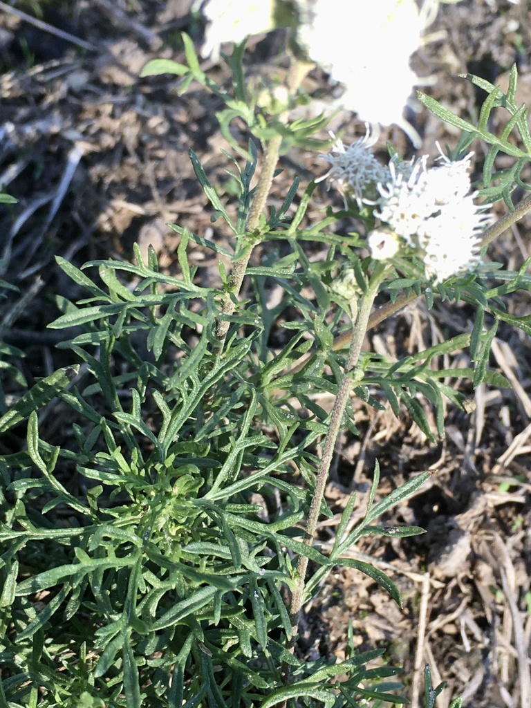 (Gyptis tanacetifolia) - Botanical Realm