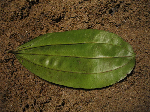 Sarcomphalus cinnamomum · iNaturalist