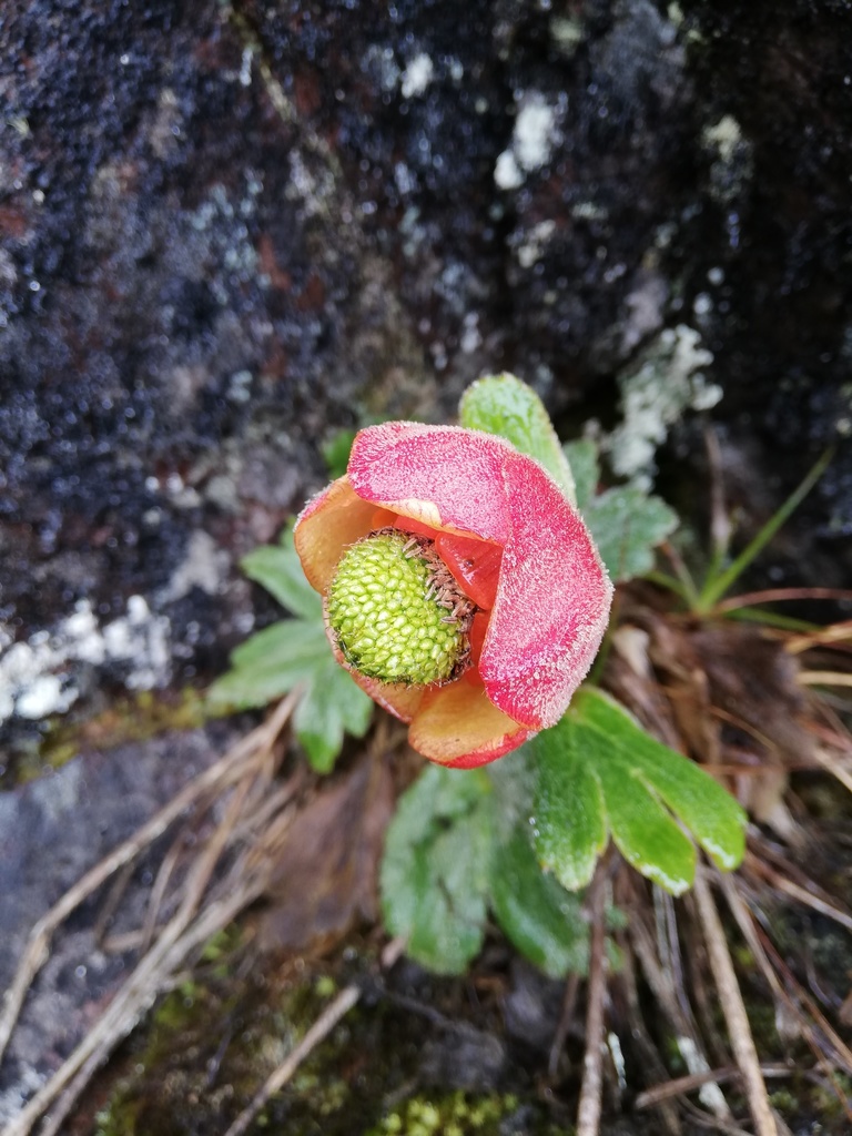 Krapfia gusmanii from El Corazón, Ecuador on January 19, 2020 by Emilia ...