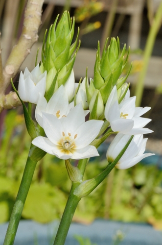 Chincherinchee (Species of the Helderberg Basin Area) · iNaturalist