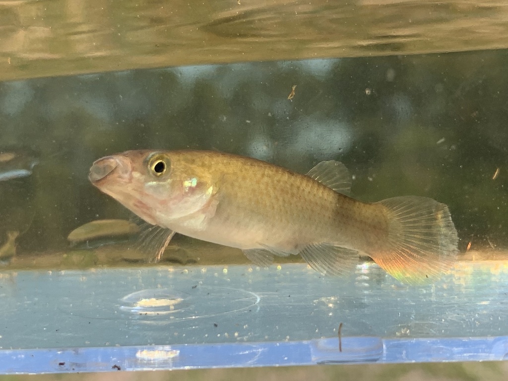 Redface Topminnow (Fundulus rubrifrons) - Marine Life Identification