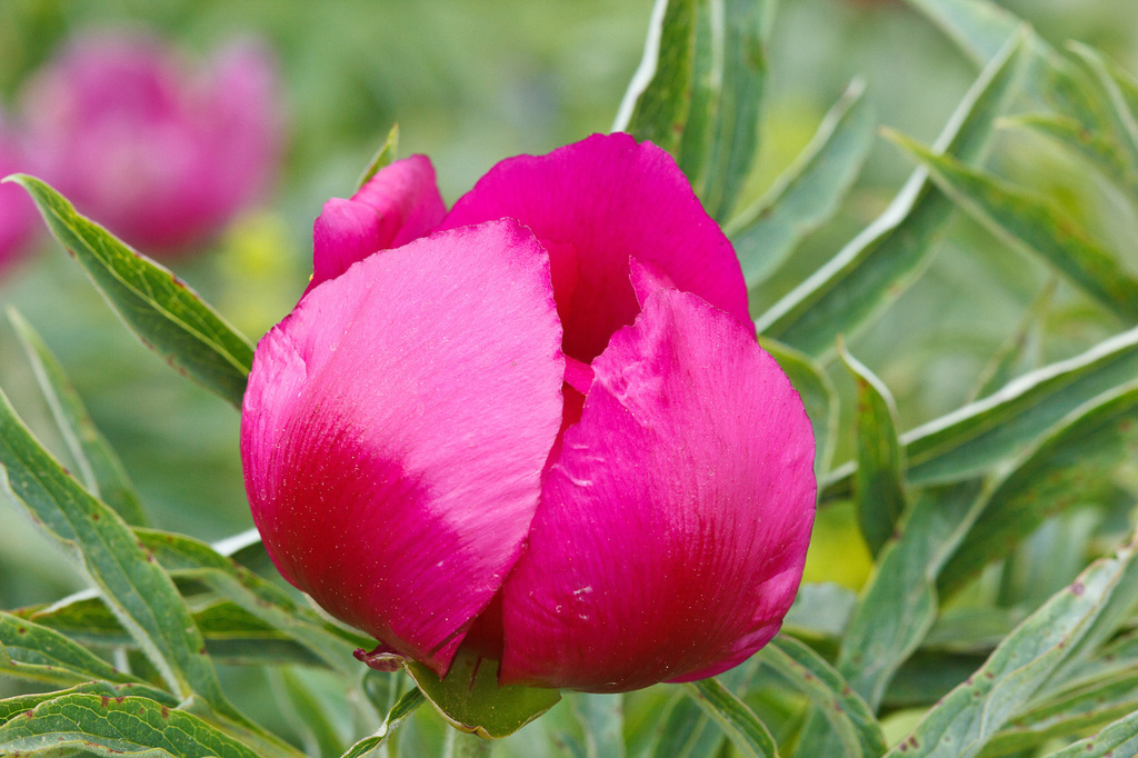 common peony (Paeonia officinalis) - Botanical Realm