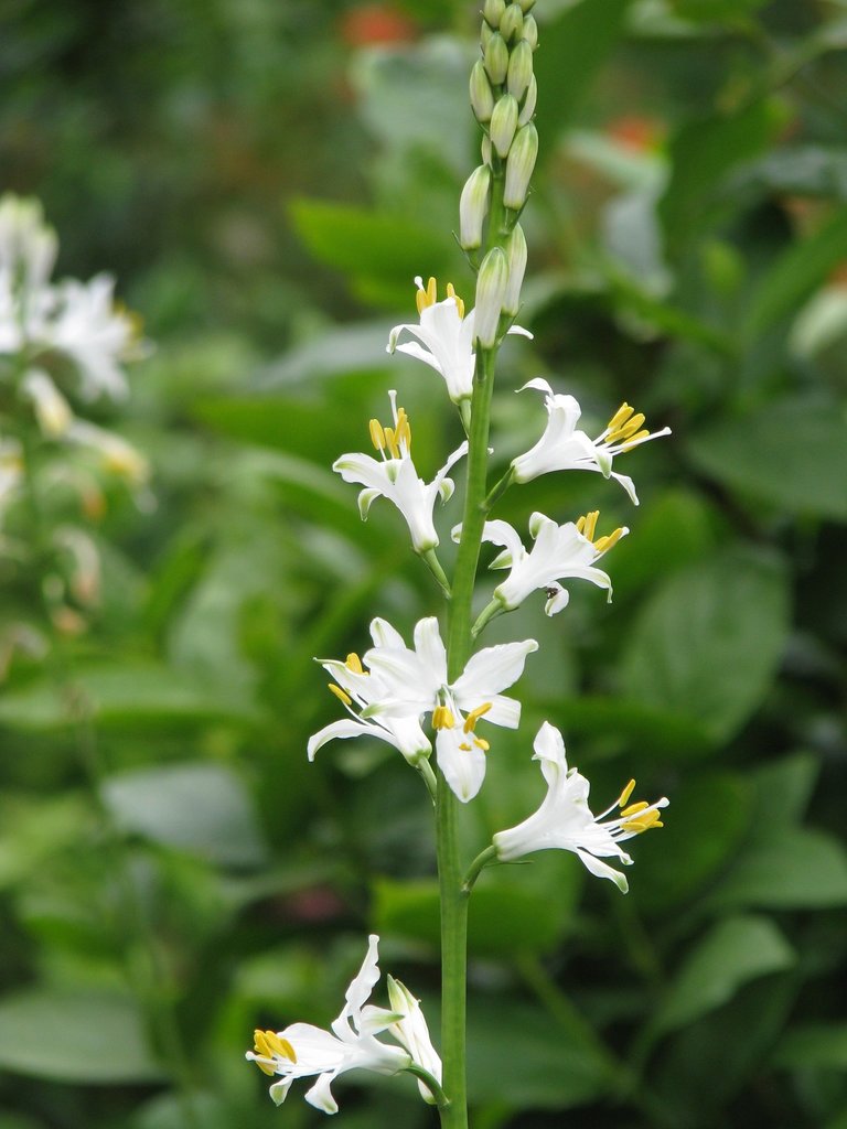 Paradisea lusitanica - plant details - WorldFloraDB