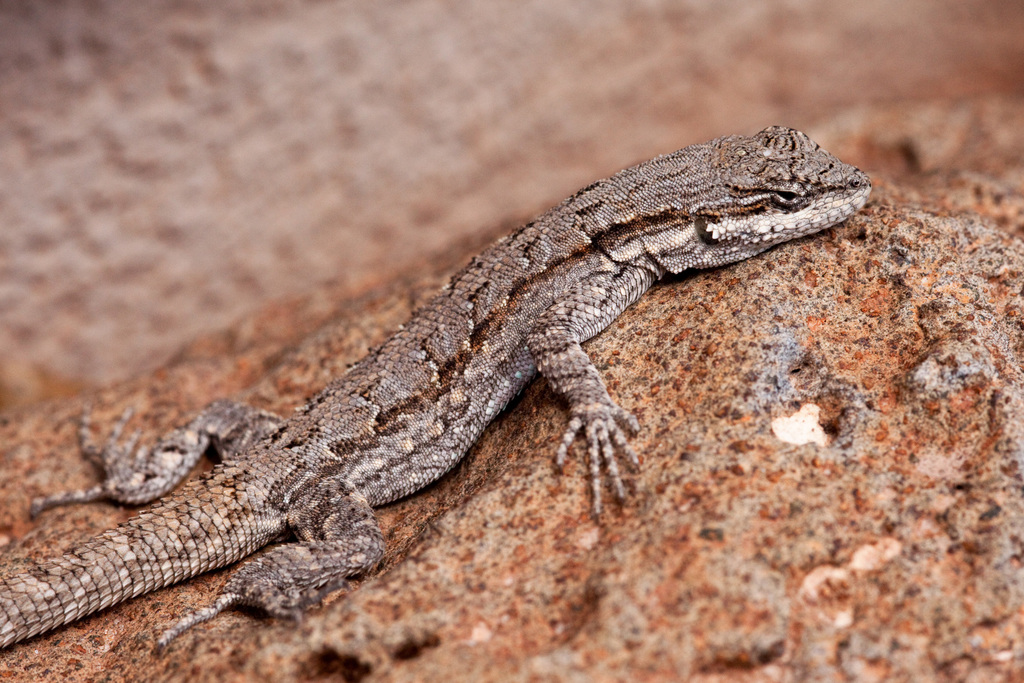 Ornate Tree Lizard from Yavapai County, US-AZ, US on March 27, 2014 by ...
