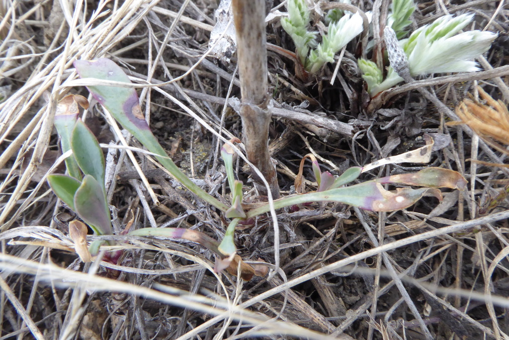 Wax-leaf Beardtongue from Bowmont Park, west Waterfall Valley,, Calgary ...