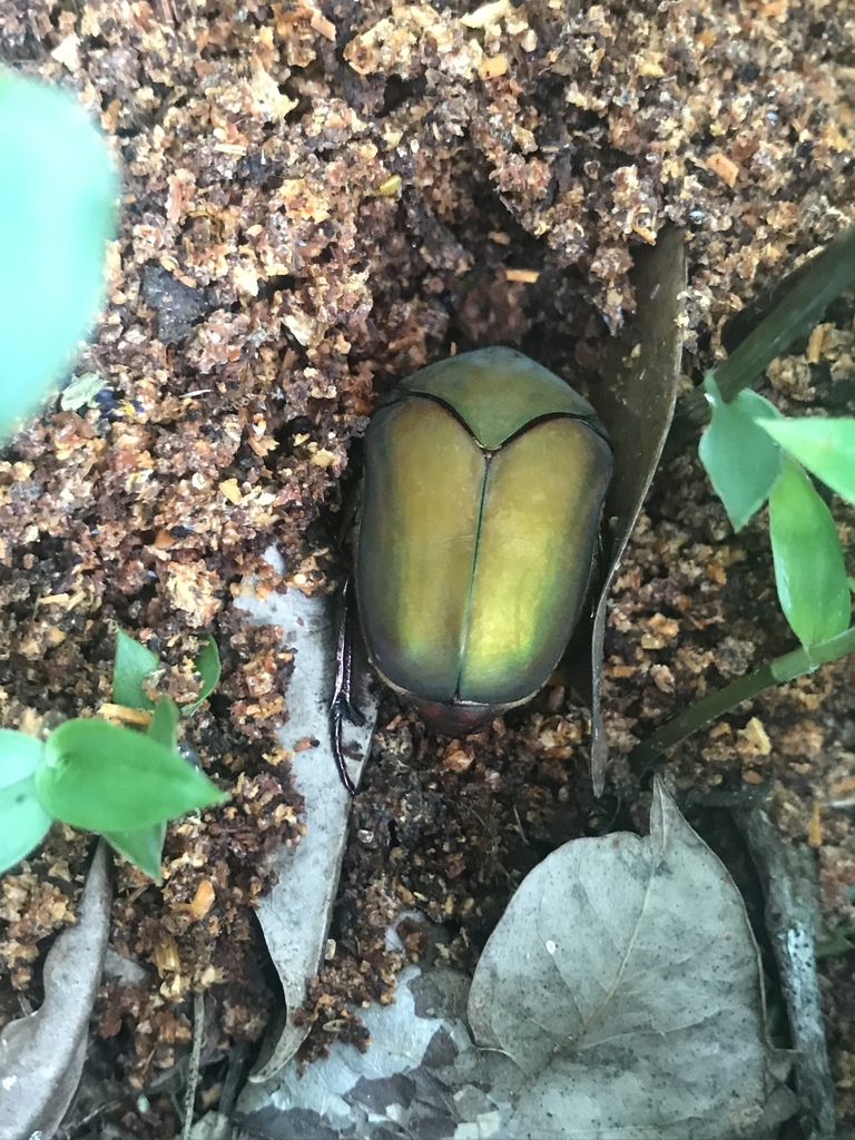 Cotinis lebasi from Harding Avenue, Colon, PA on May 2, 2020 at 04:27 ...