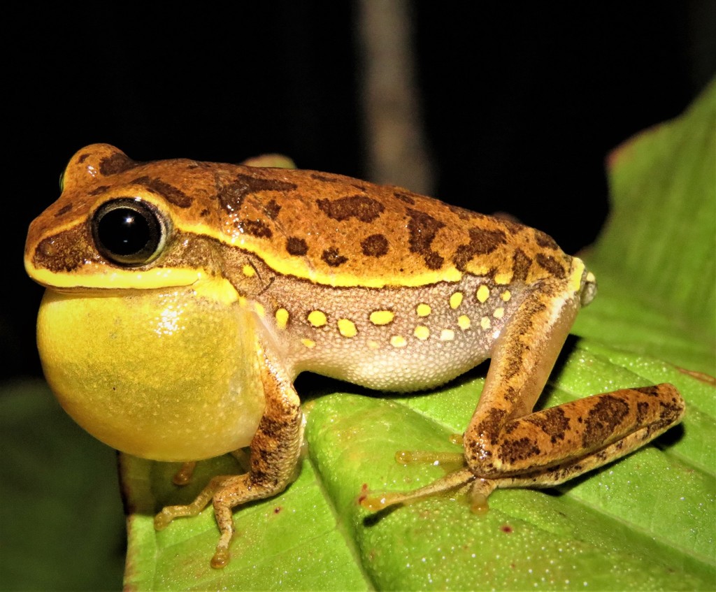 Chapada dos Veadeiros Tree Frog from Alto Paraíso de Goiás - State of ...