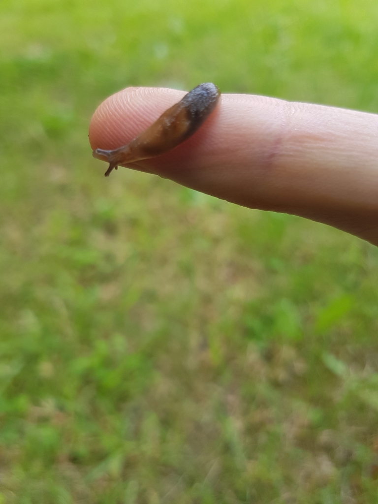 Smooth Land Slugs from Brunswick West VIC 3055, Australia on May 03 ...