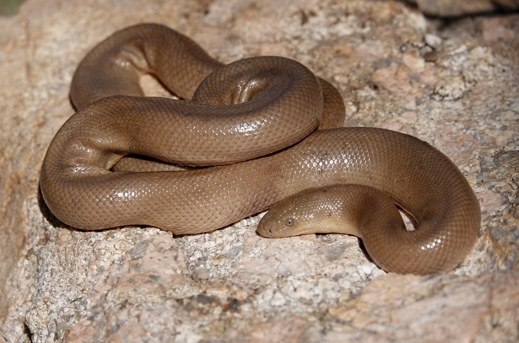 Southern Rubber Boa in May 2020 by nmoorhatch · iNaturalist