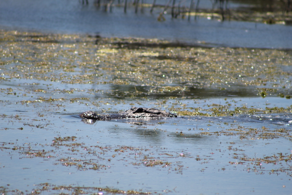 American Alligator from Yarbrough Lake, Three Rivers, TX, US on May 2 ...