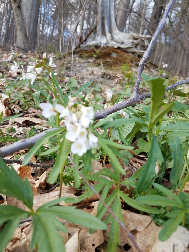 cut-leaved toothwort from Lansing, NY 14850, USA on April 22, 2020 at ...