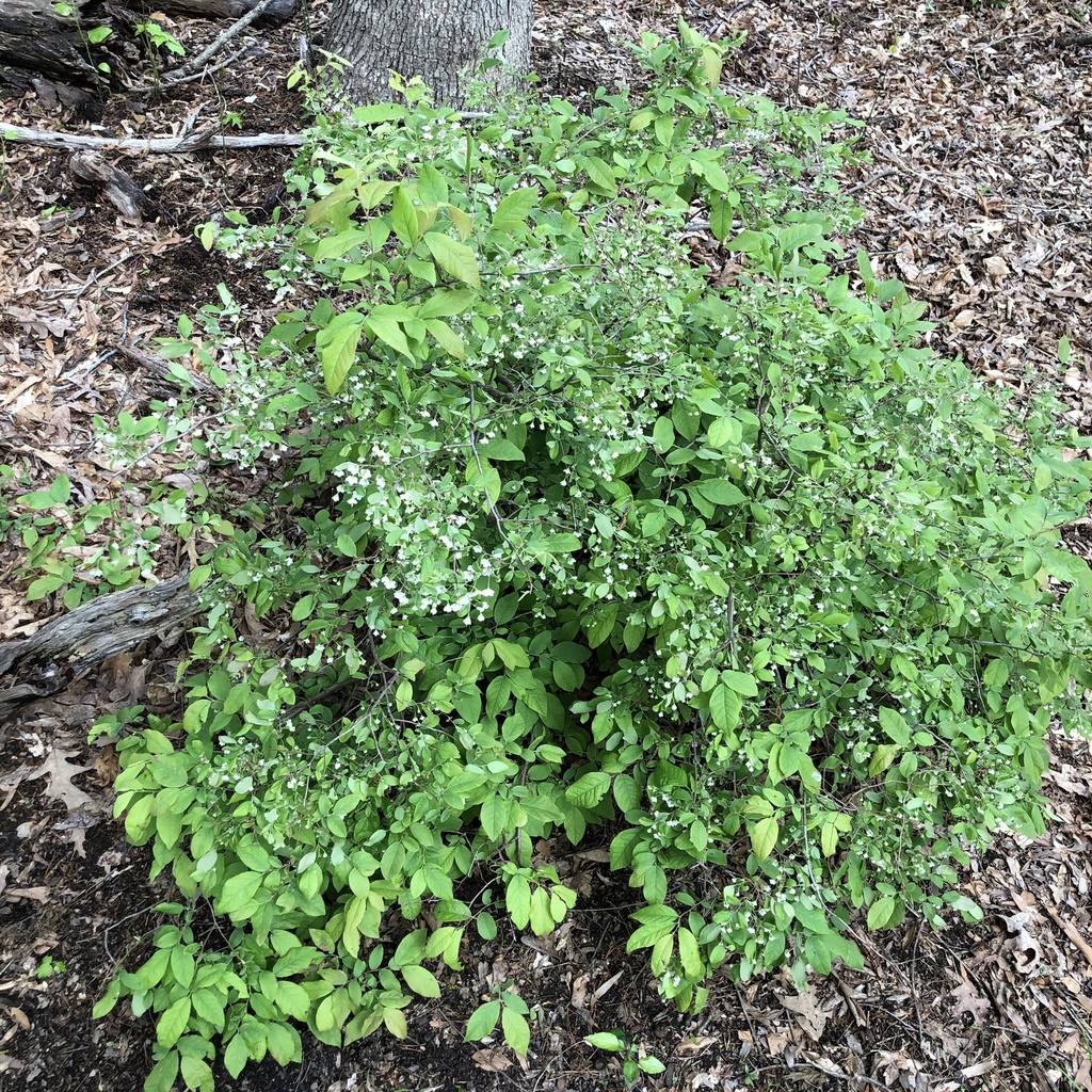 deerberry from Wayne Pl, Cheverly, MD, US on May 1, 2020 at 05:31 PM by ...