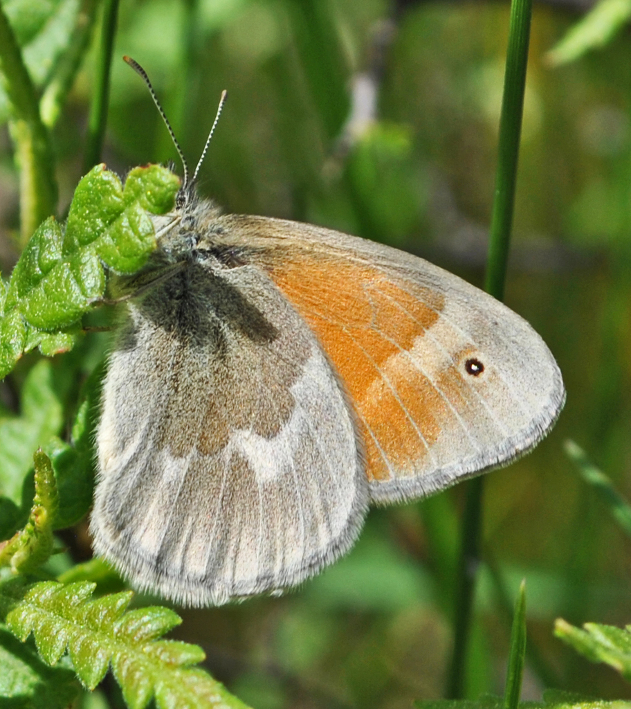 Common Ringlet (Butterflies of Oakland County, MI) · BioDiversity4All