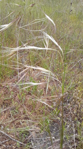 purple needlegrass (Arastradero Preserve Late Summer ) · iNaturalist