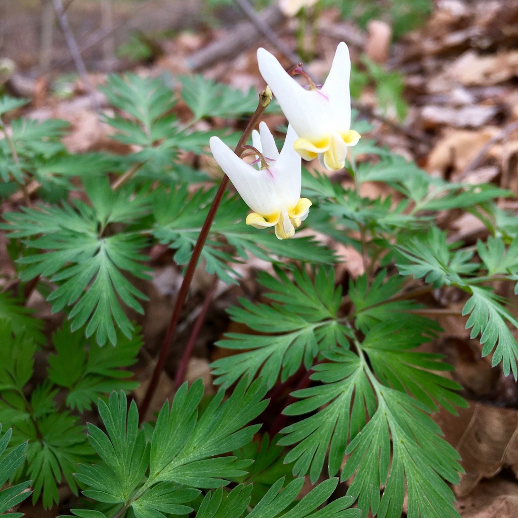 Dutchman's breeches from Brattleboro, VT 05301, USA on May 2, 2020 at ...