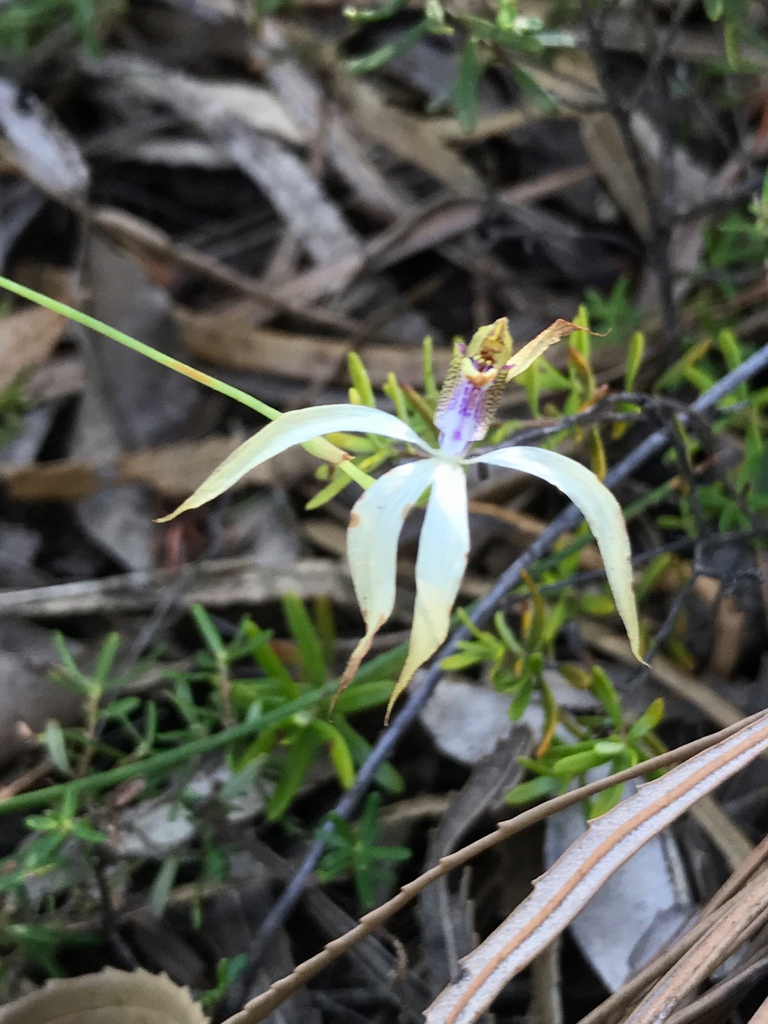 leafless orchid from Manea Park, College Grove, WA, AU on May 2, 2020 ...