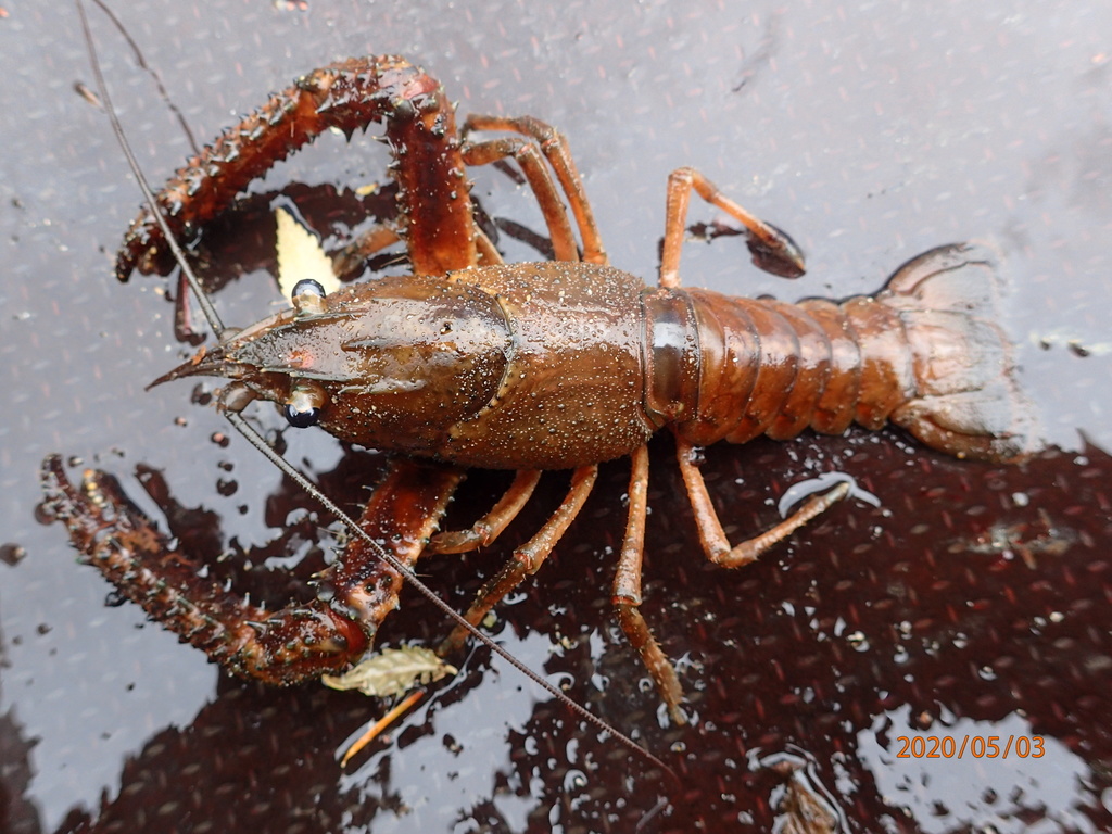 Northern Koura from Rotorua, Rerewhakaaitu, Bay of Plenty, NZ on May 03 ...