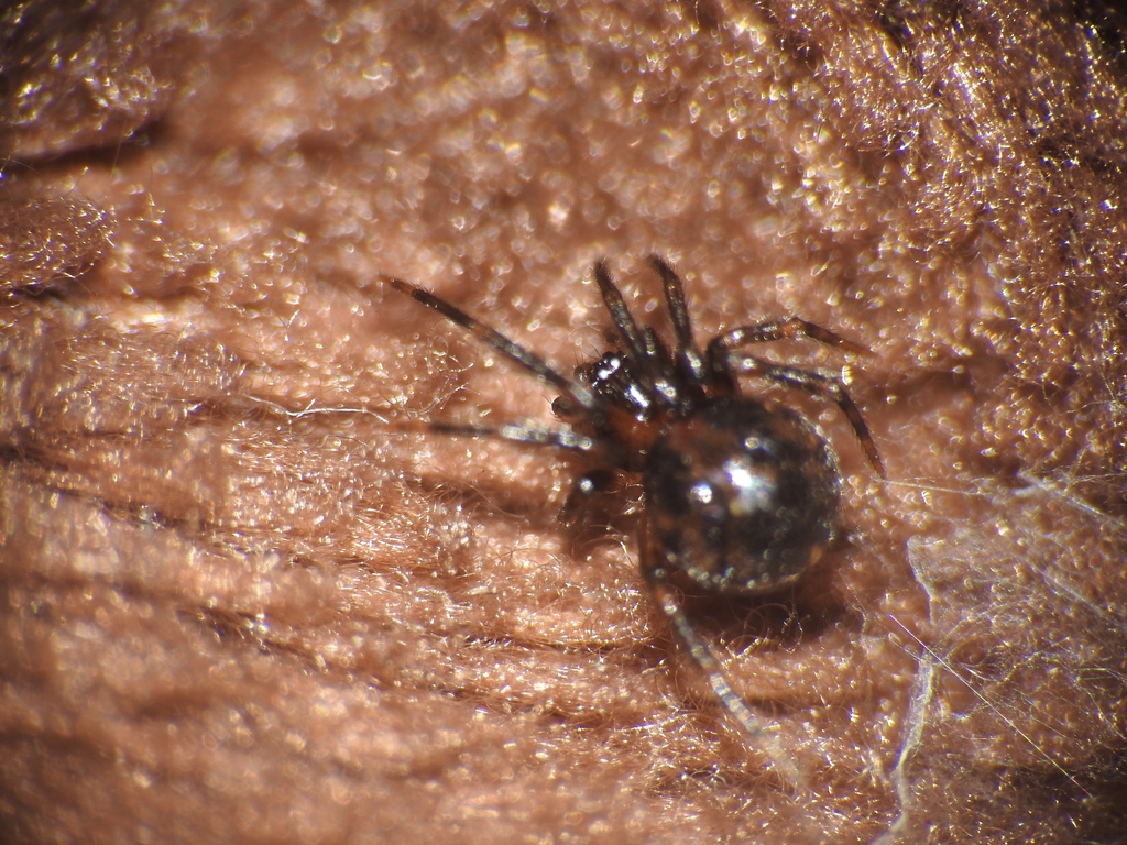 Cobweb Spiders in May 2020 by Yann Kemper · iNaturalist