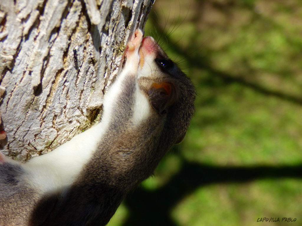 Mesopotamian Fat-tailed Mouse Opossum from Paraná, Entre Ríos ...