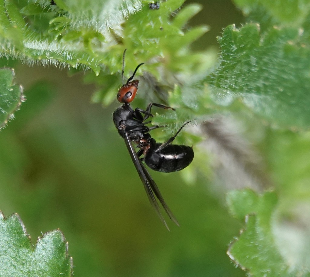 Western Thatching Ant from Nanaimo, BC, Canada on May 01, 2020 at 01:43 ...