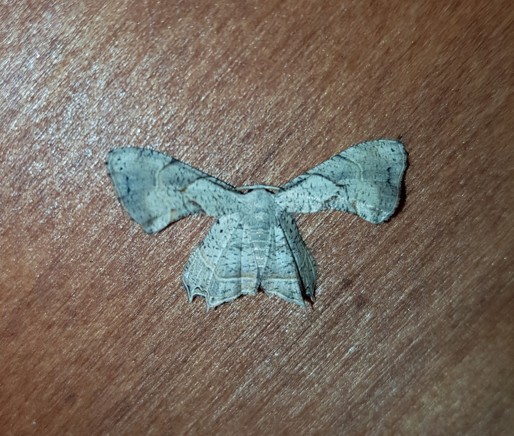 Epiplema quadristrigata from Newrybar on April 21, 2020 at 12:06 AM by ...