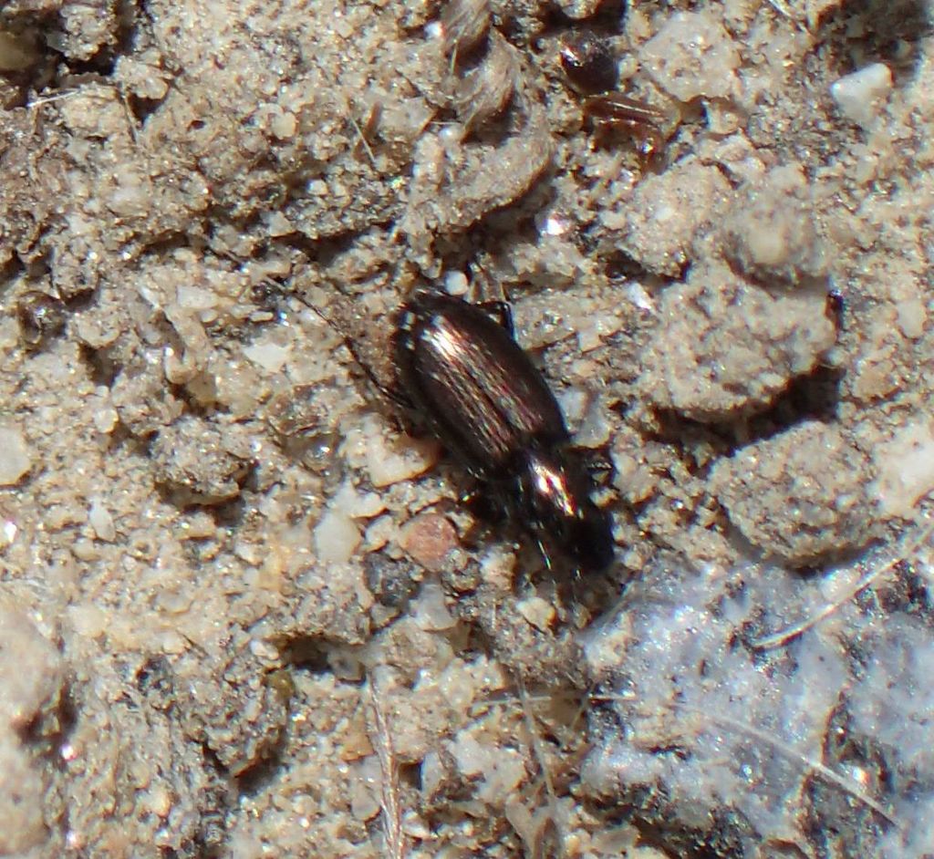 Lebiinae from South Wrigley, Long Beach, CA 90806, USA on April 26 ...