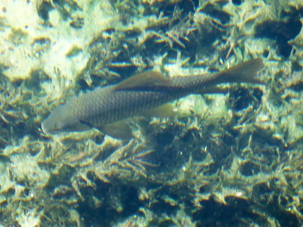 Lake Chubsucker (Wildlife and Wildflowers of Texas - Fish) · iNaturalist