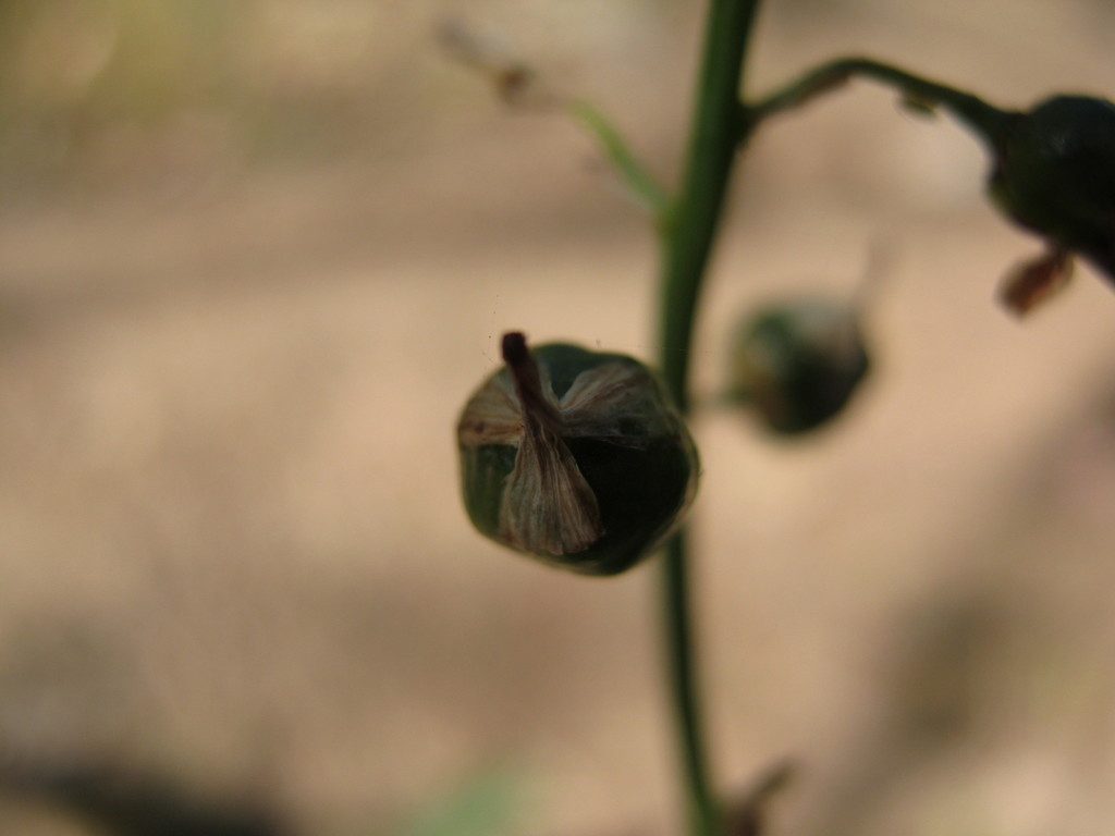 Nodding Chocolate Lily from Randell Reserve SA, Australia on October 29 ...