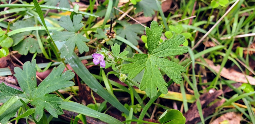Geranium gardneri from Hay Flat SA 5204, Australia on May 3, 2020 at 02 ...