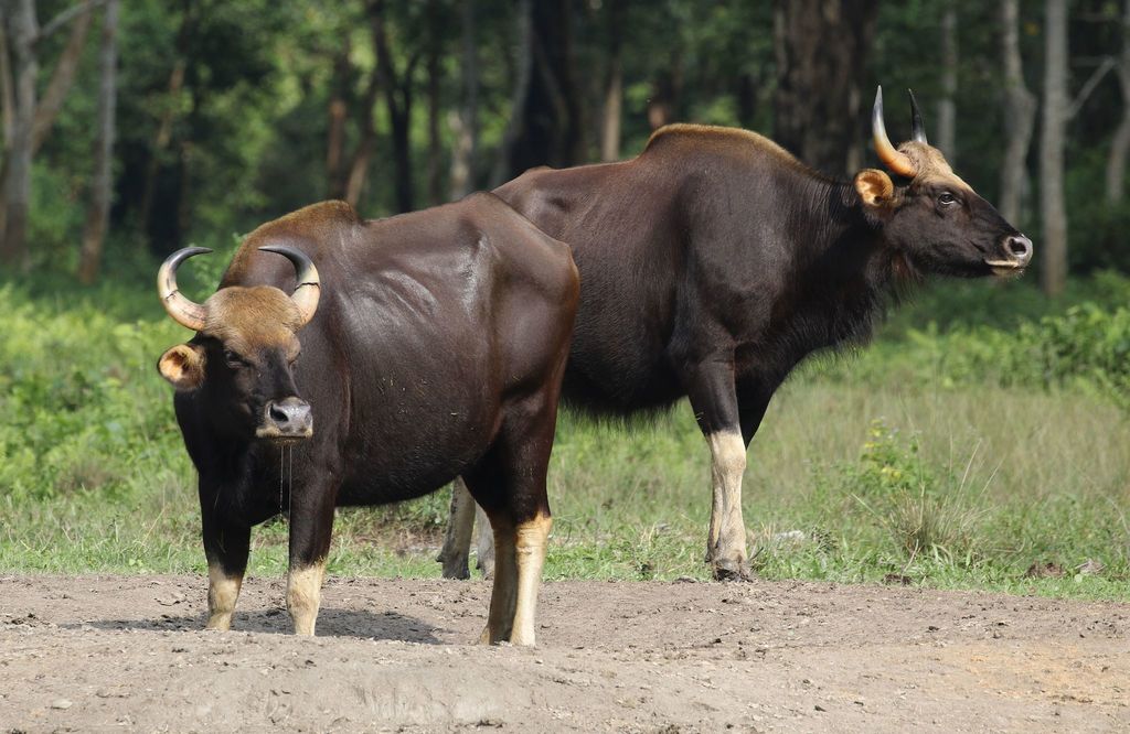 Gaur (Bos gaurus) - Know Your Mammals