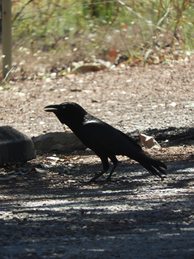 Torresian Crow from Litchfield Park NT 0822, Australia on July 2, 2019 ...