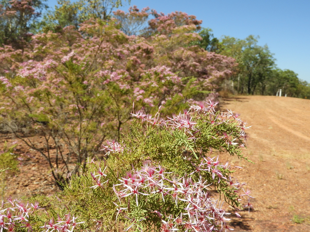 Turkey Bush from Litchfield Park NT 0822, Australia on July 2, 2019 at ...